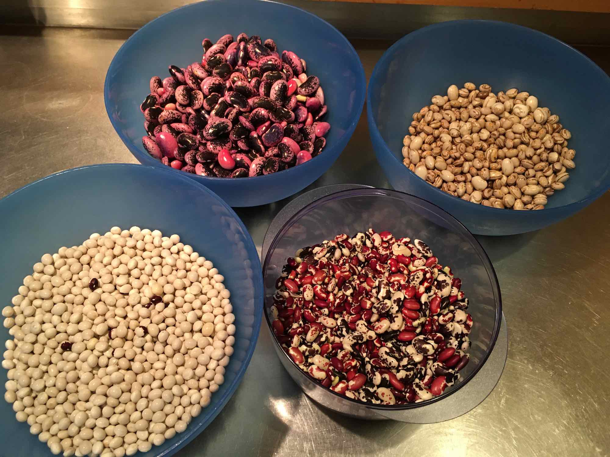 The beans are podded! – Vegetables from paradise