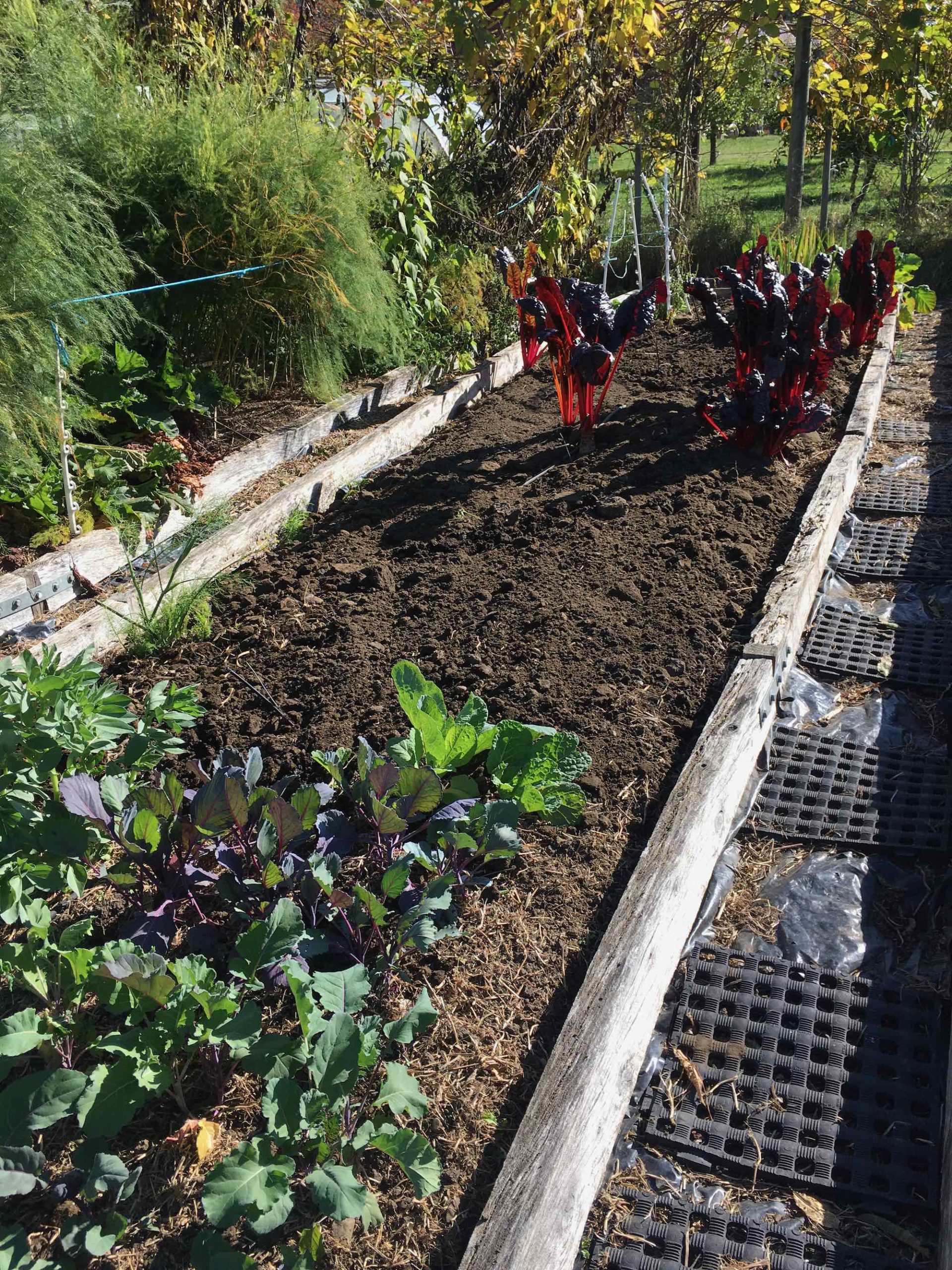 Manuring the garden beds – Vegetables from paradise