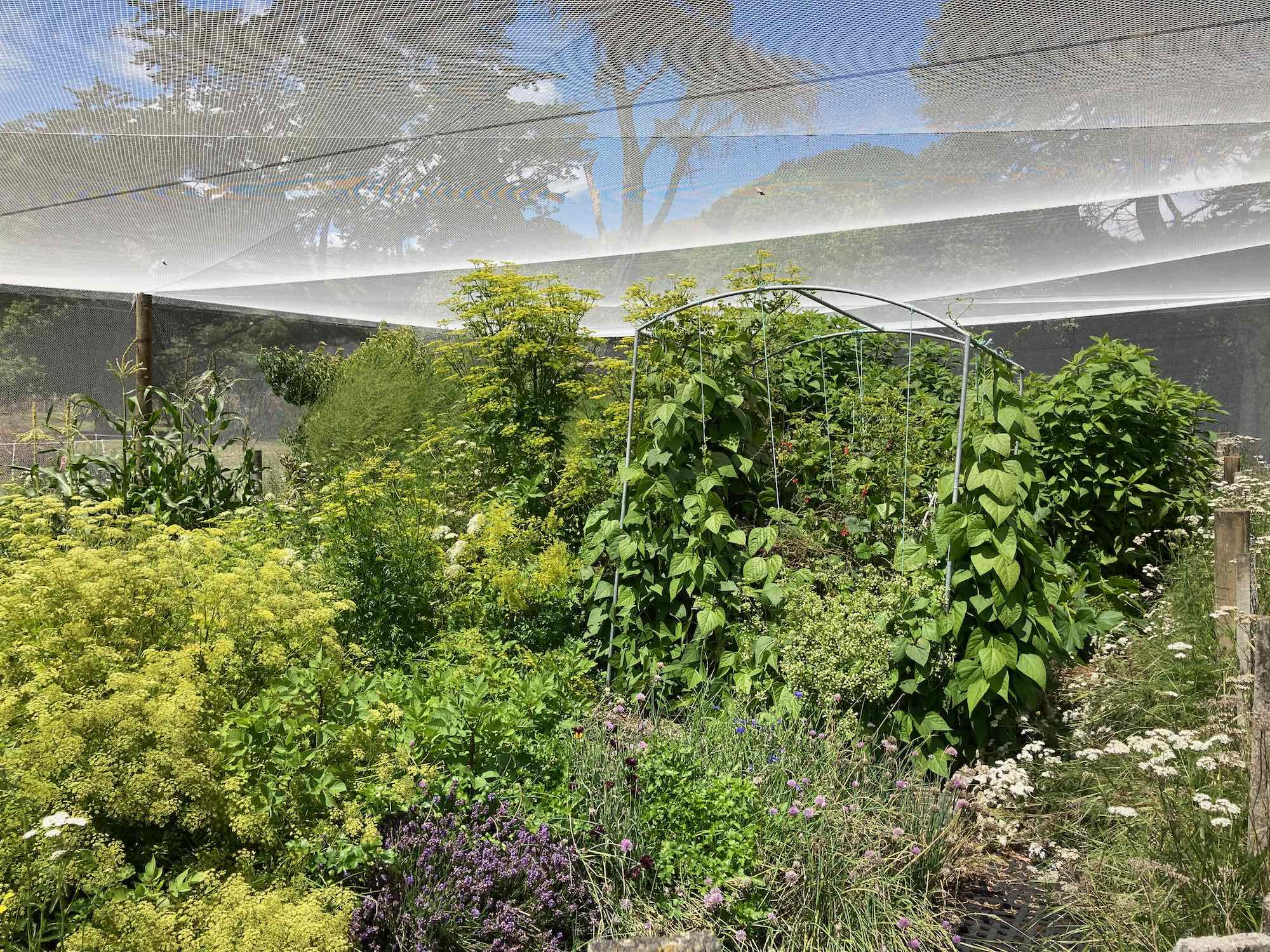 Overgrown garden beds and netted fruit trees – Vegetables from paradise