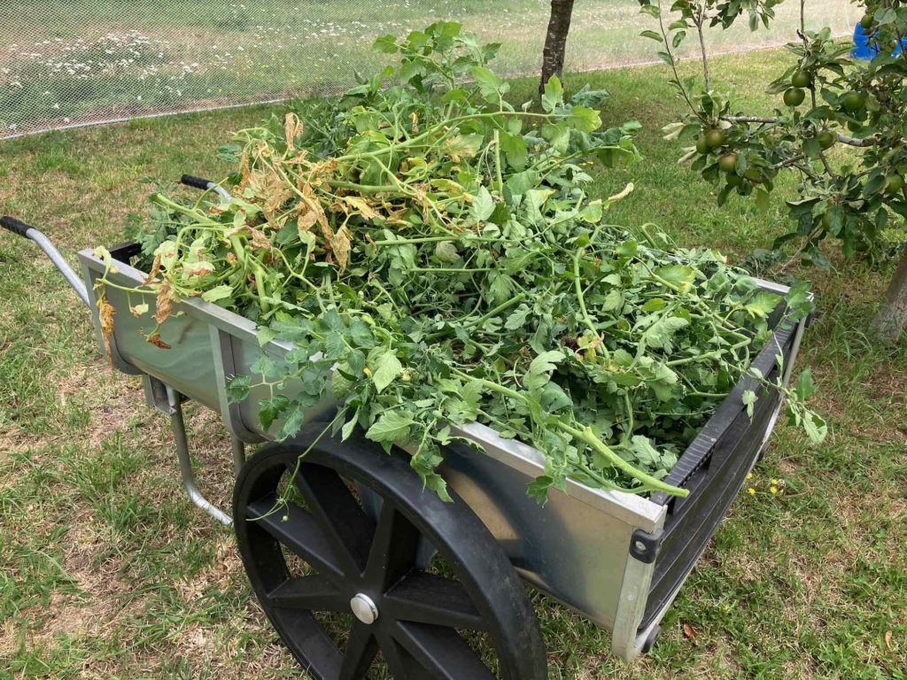 Tying up the sprawling plants – Vegetables from paradise